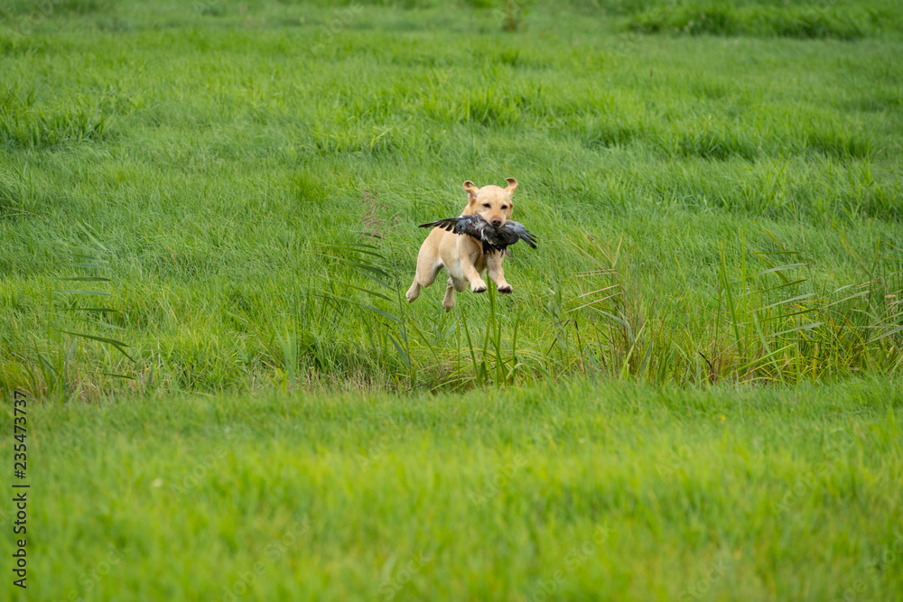 Yellow labrador jumping over a ditch aporting a pigeon at a hunting dog ...