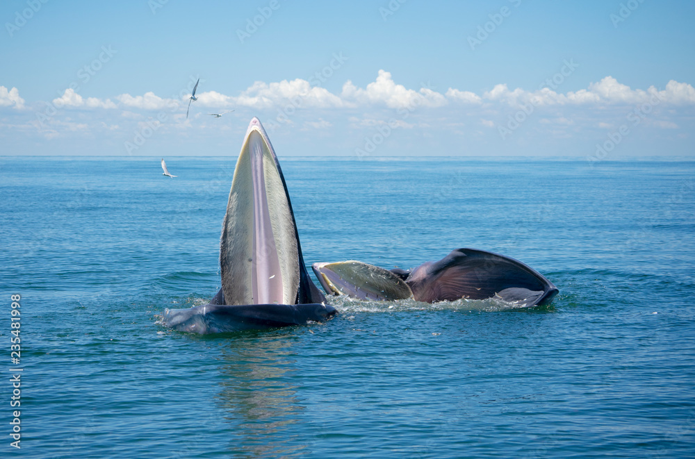 Whale Eating Fish