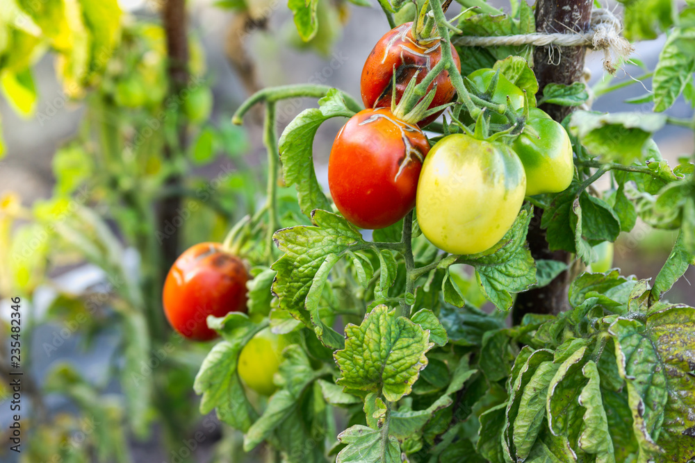 Tomatoes get sick by late blight closeup photo. Tomatoes in different ...