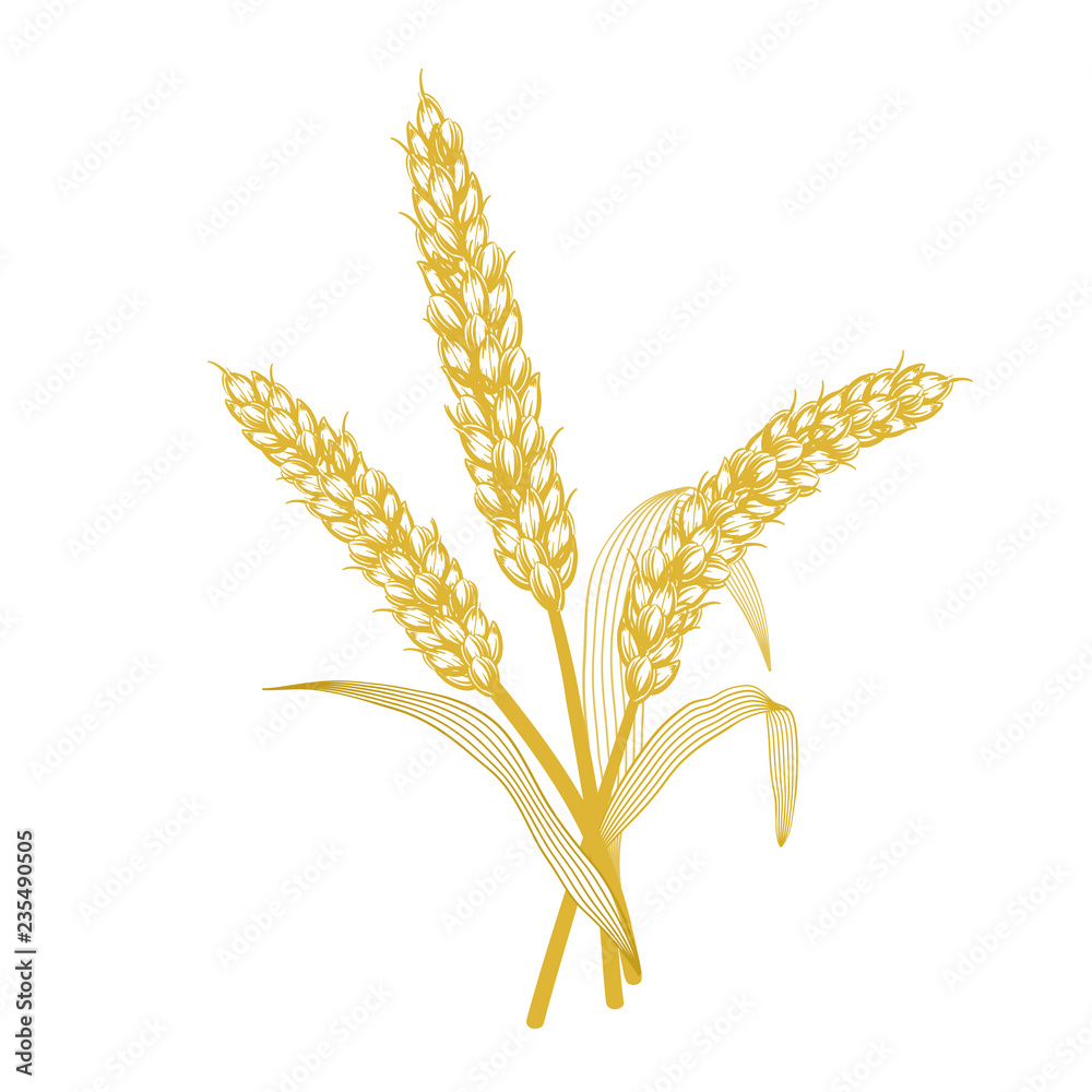 Wheat Stalk Vector