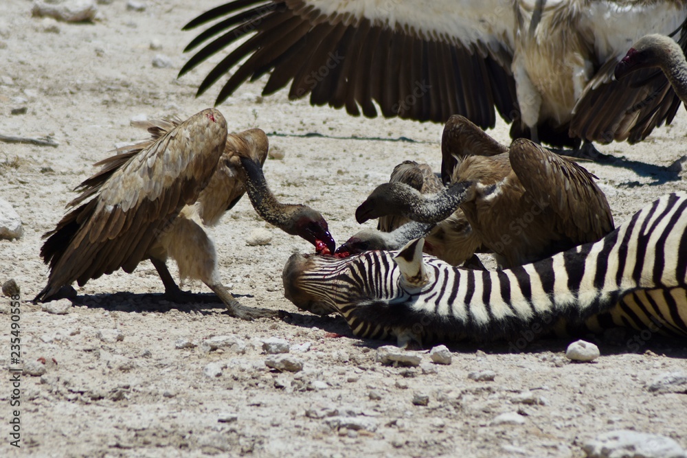 Vultures Eating Zebra