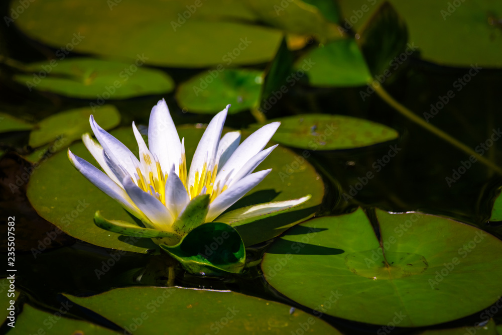 Stockfoto med beskrivningen lily pund | Adobe Stock Stockfoto med beskrivningen lily pund | Adobe Stock