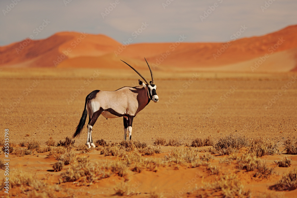 Gemsbok with oraqnge sand dune evening sunset. Gemsbuck, Oryx gazella ...