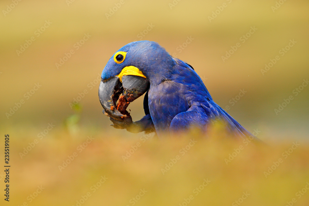 Hyacinth Macaw, Anodorhynchus hyacinthinus, blue parrot. Portrait big ...