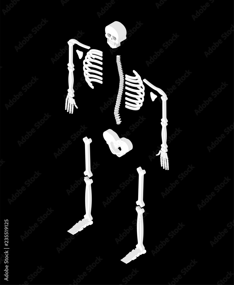 Skeleton isometric isolated. 3D Skull and Bones. Pelvic bone and ribs ...