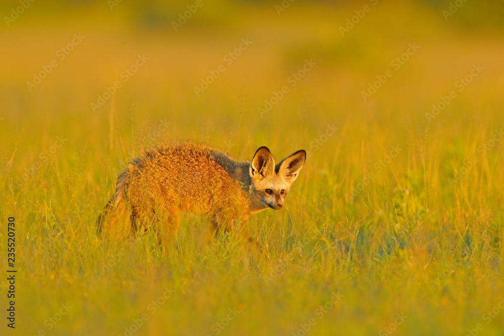 Wild Animal Behaviour