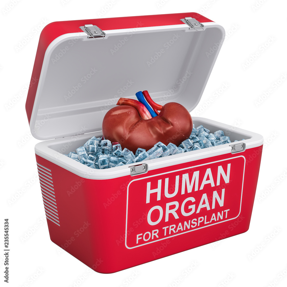 Human kidney inside portable fridge for transporting donor organs, 3D ...