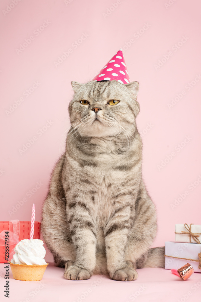 Cat celebrates birthday, on a pink background Stock Photo | Adobe Stock