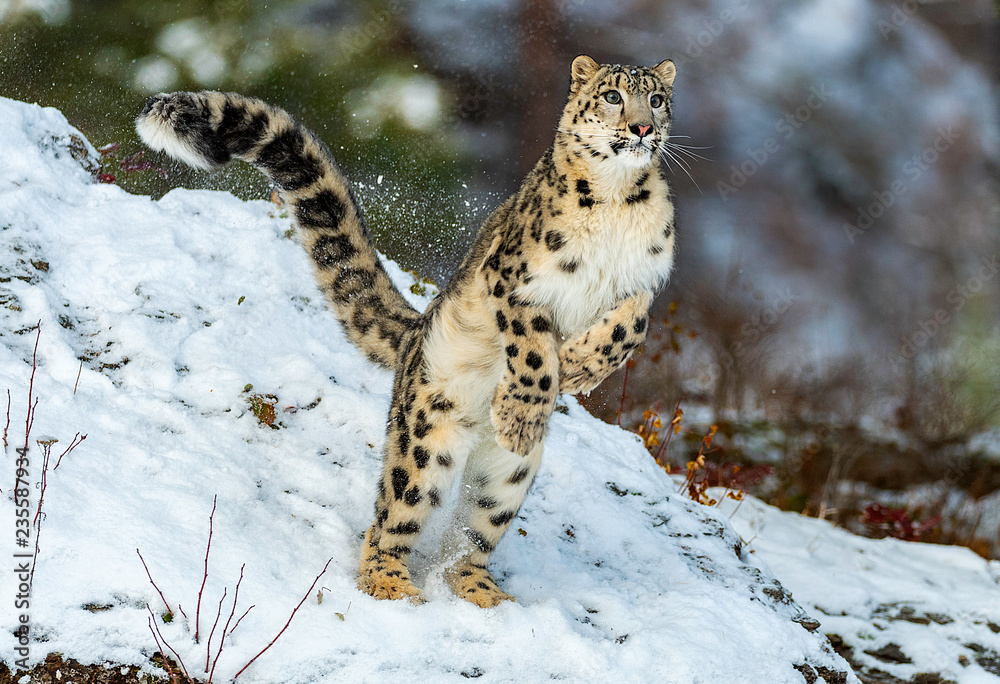 Snow Leopard Leaping