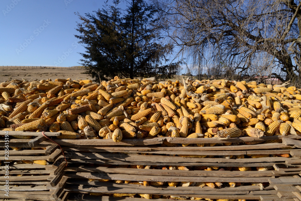 cincolote maiz cosechado y guardado Stock Photo | Adobe Stock