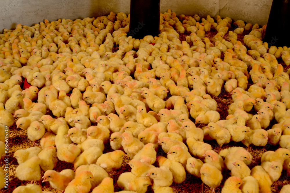 pollitos granja Stock Photo | Adobe Stock