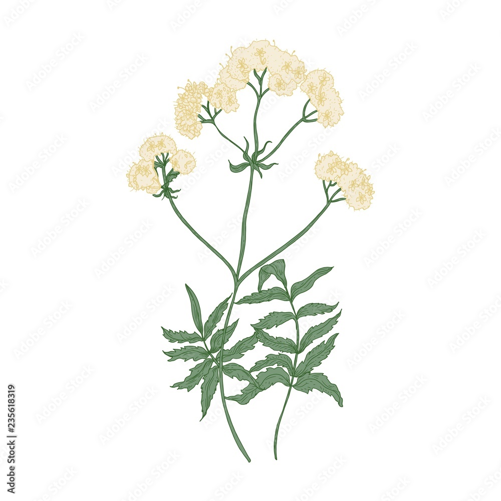 Blooming valerian flowers isolated on white background. Elegant drawing ...