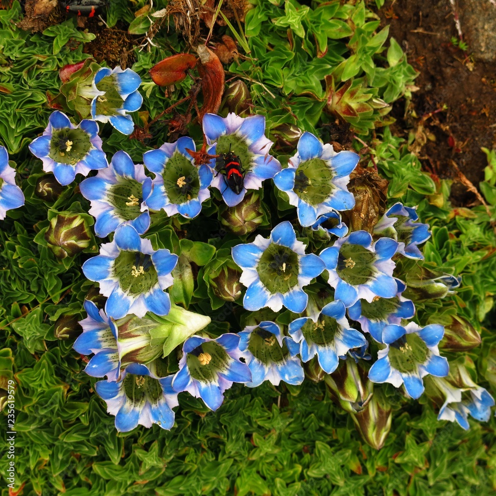 Beautiful gentians growing in the Himalayas. Nepal.. Stock Photo ...
