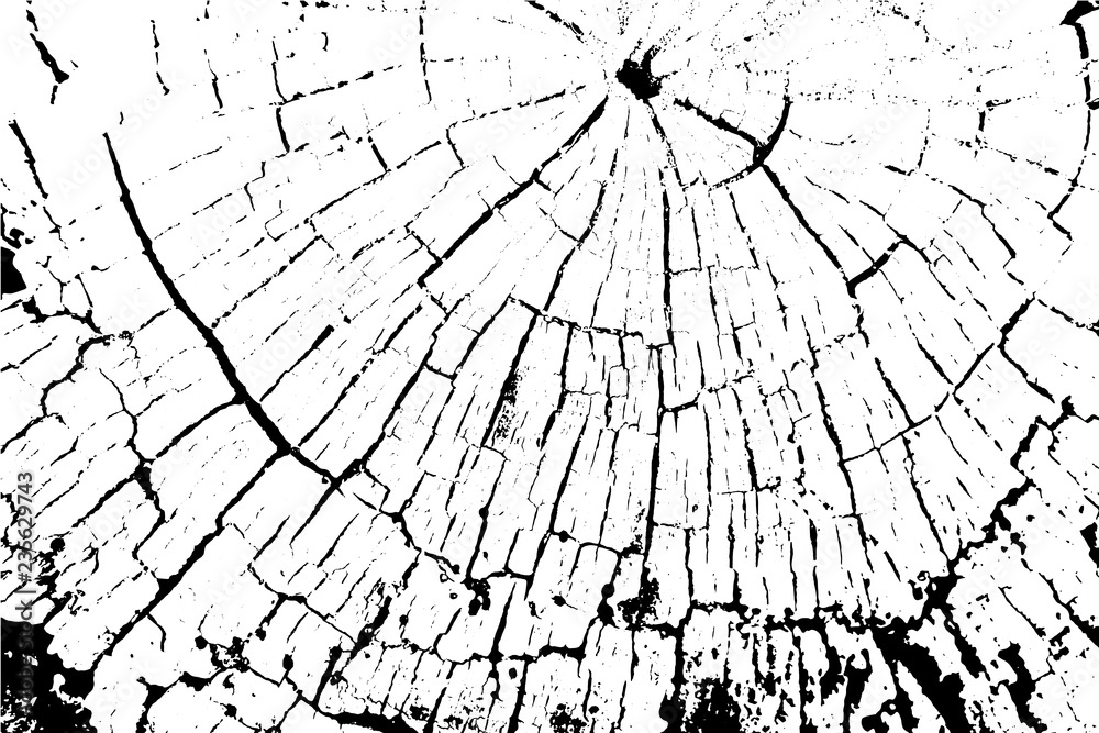 Vector wood texture. Abstract background, old tree cut. Stock Vector ...