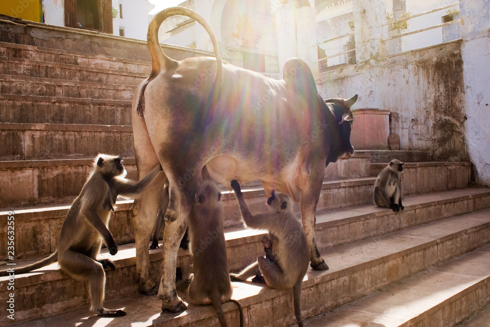 many monkeys have surrounded the cow and clean it from pests or ...