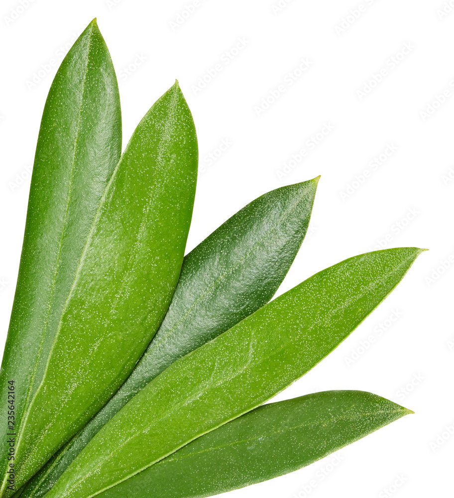 Olive leaves isolated on white Stock Photo | Adobe Stock
