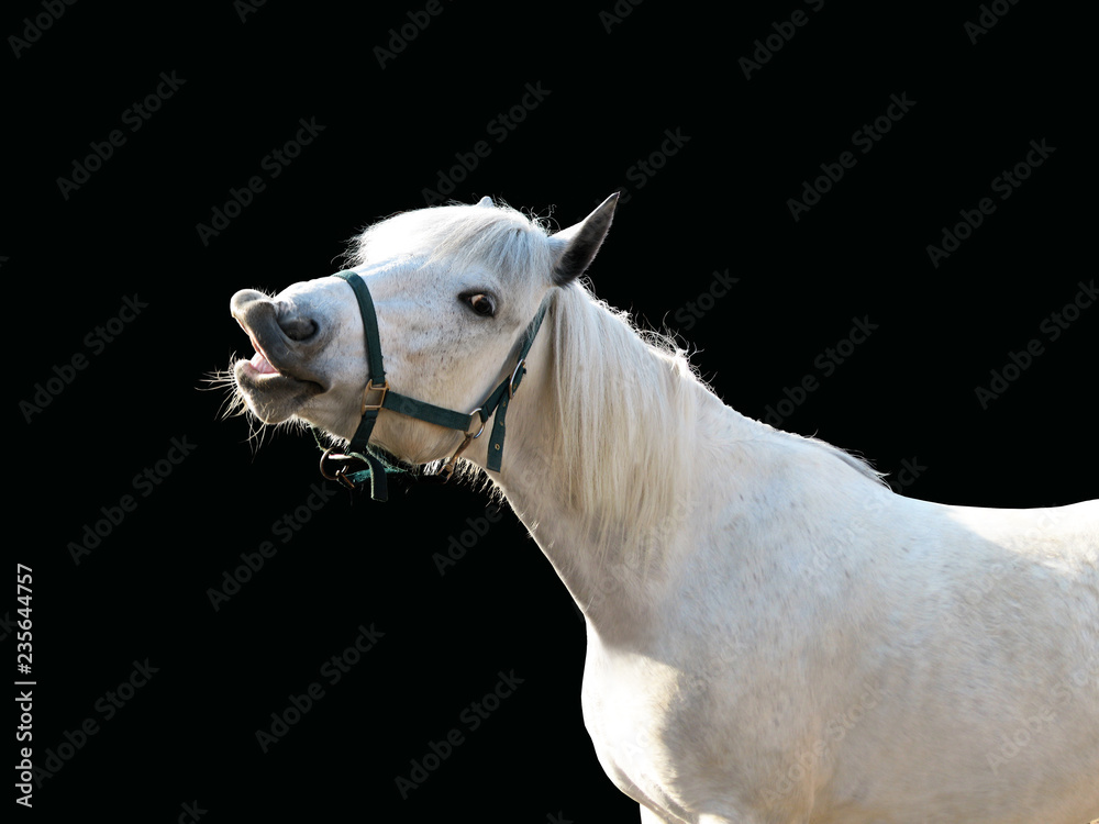 Comical image of a white horse stretching his lips out in flehmen ...