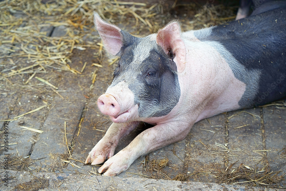 The pig lies on the straw. One piglet on hay and straw at pig breeding ...