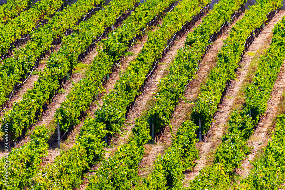 Rows of Vineyard Grape in Fall and Autumn Season. Landscape of Winery ...