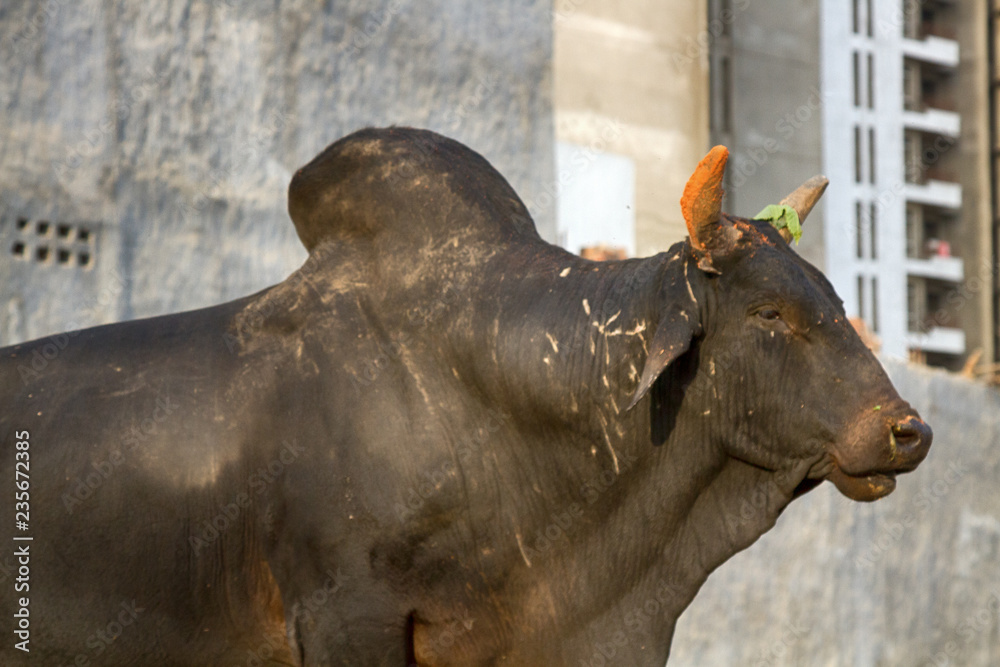 One of the breeds of zebu cattle Stock Photo | Adobe Stock