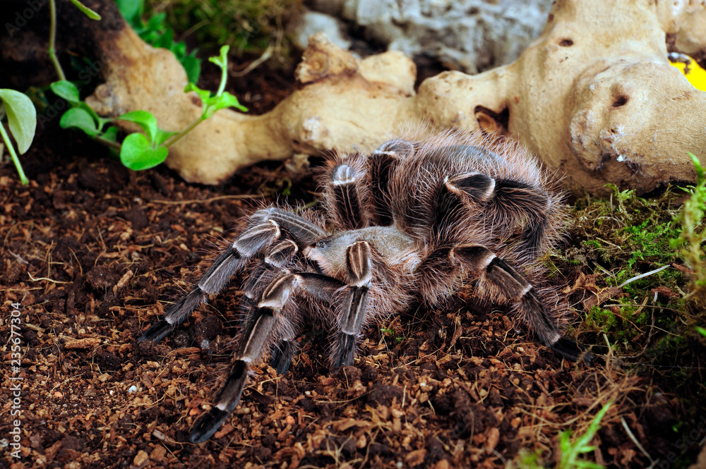 Pink Zebra Tarantula