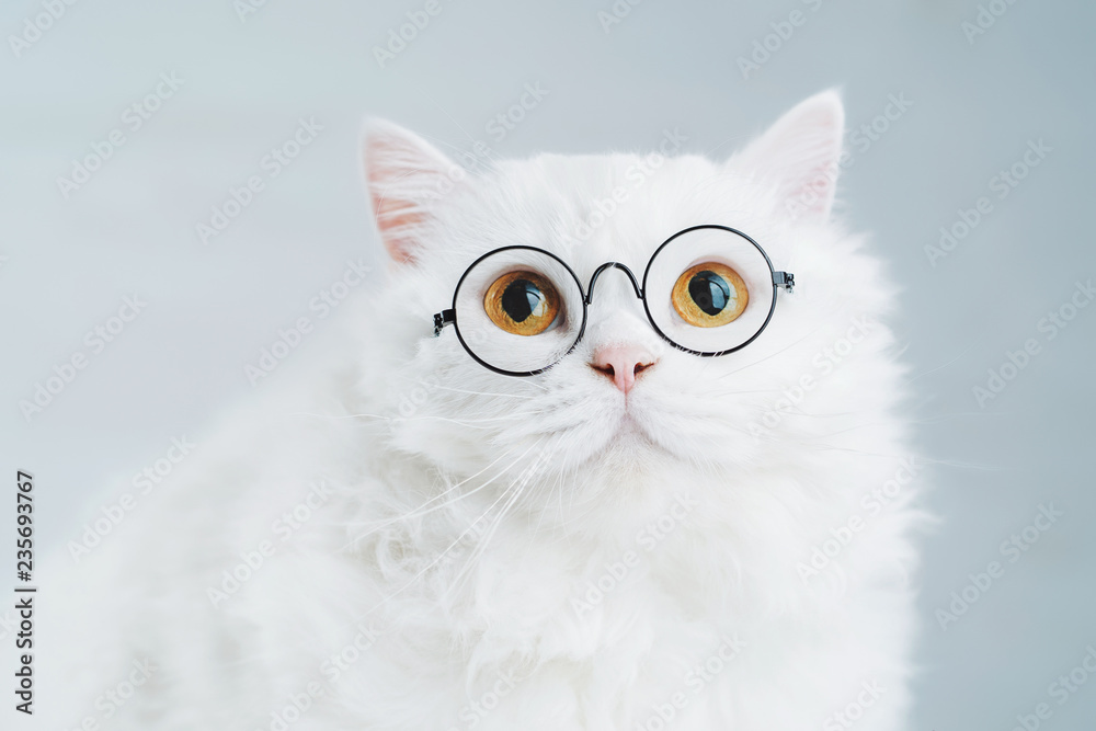 Domestic soigne scientist cat poses on white background wall. Close ...