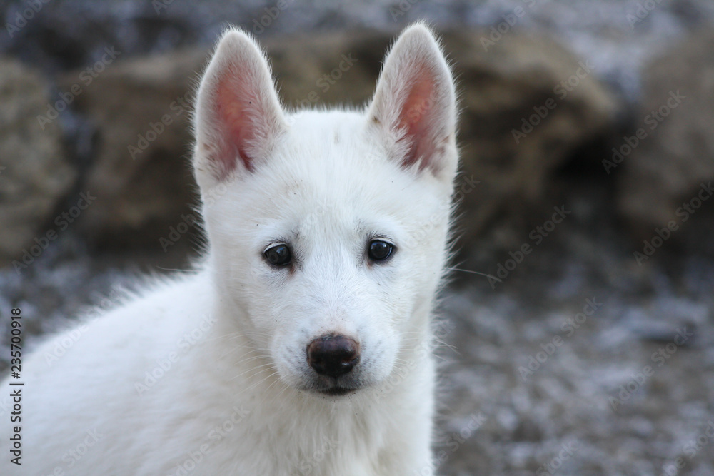 Solid White Siberian Husky