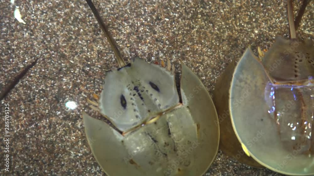 Horseshoe Crab (Limulidae), A man lift up the horseshoe crab on display ...