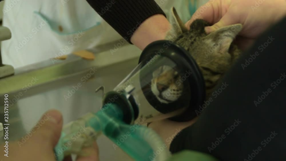 Animal surgery, cat with anesthesia breathing circuit set Stock Video ...