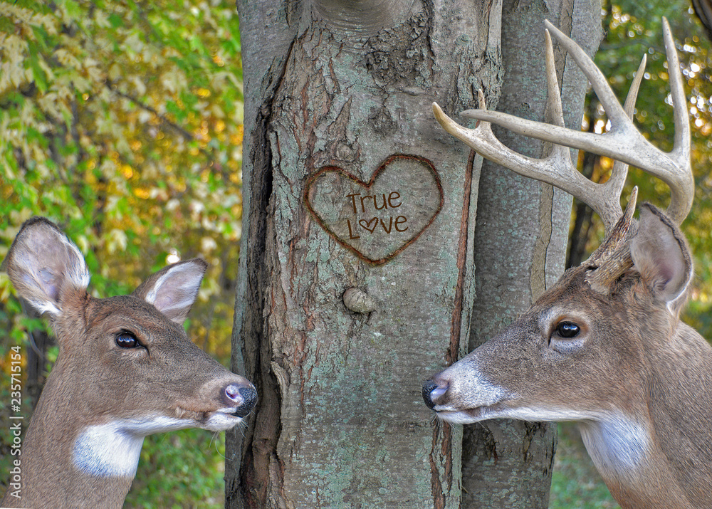 Whitetail Deer Doe And Buck