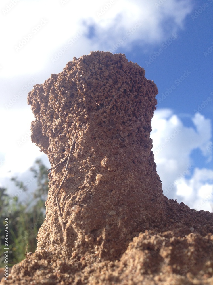 ant house, ant Stock Photo | Adobe Stock