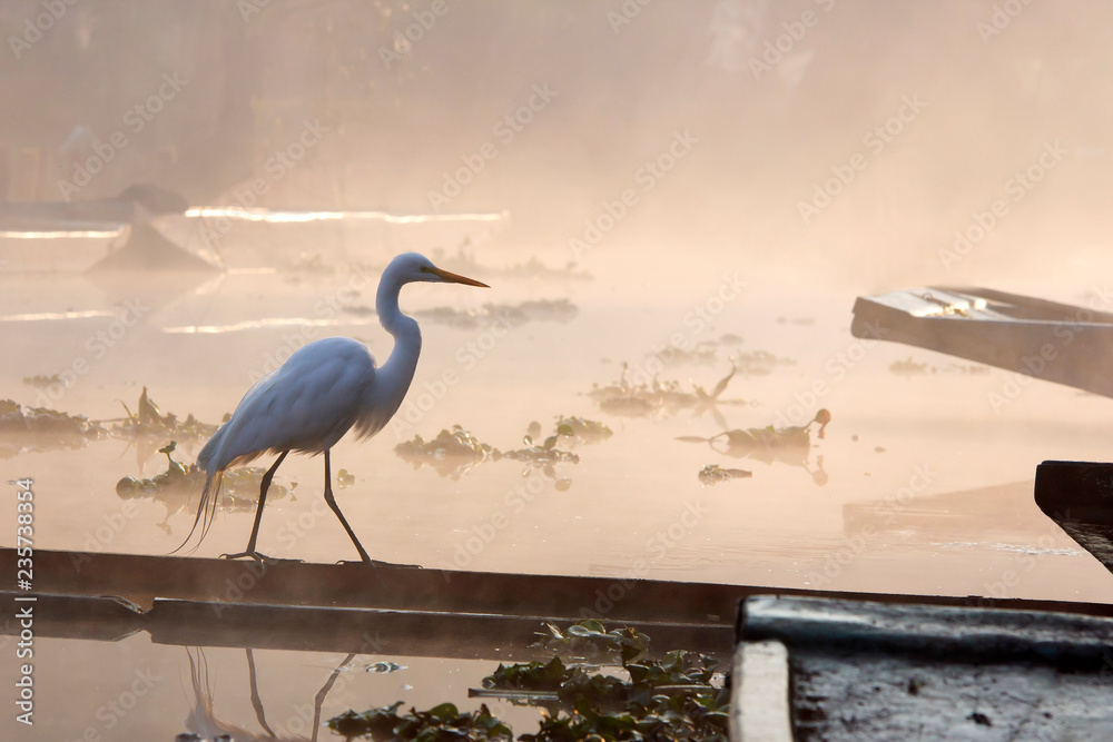 fauna de xochimilco Stock Photo | Adobe Stock