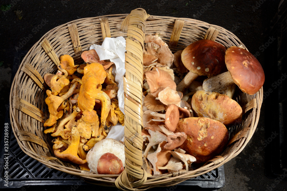 hongos en canasta Stock Photo | Adobe Stock