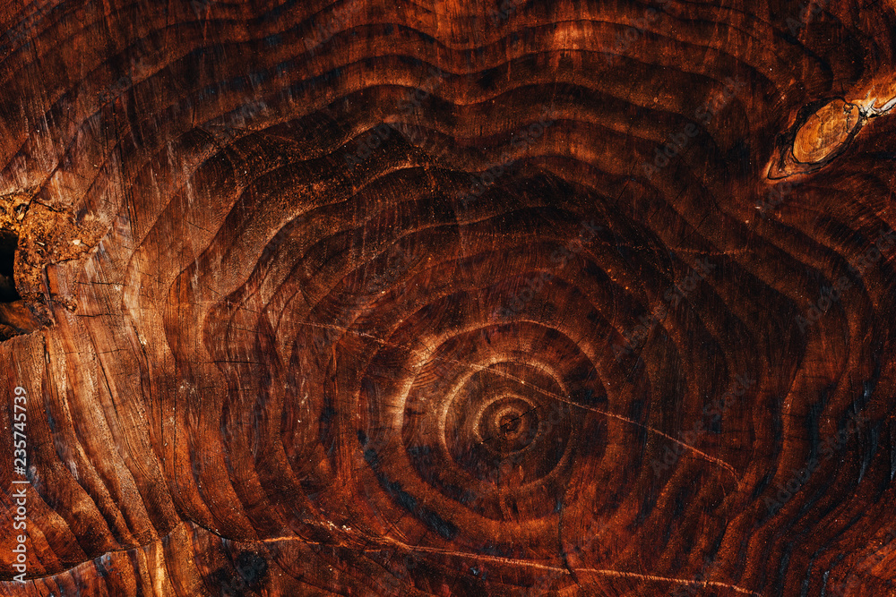 Tree trunk cross section pattern texture Stock Photo | Adobe Stock