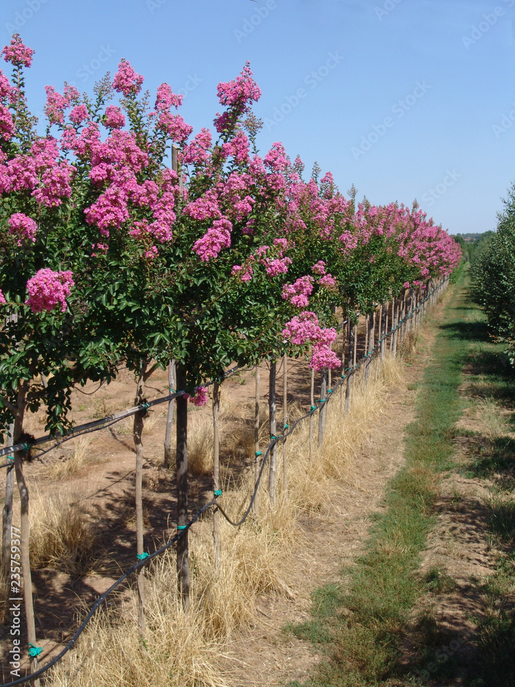 Lagerstroemia (Lagerstroemia indica) in vivaio Stock Photo | Adobe Stock