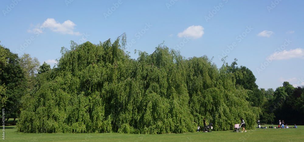 Faggio pendulo (Fagus sylvatica var. pendula) al Parco di Monza Stock ...