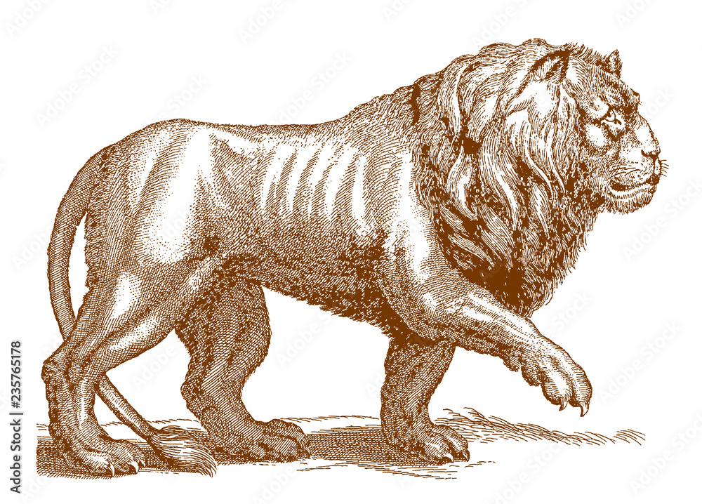 Male Lion Side View Drawing