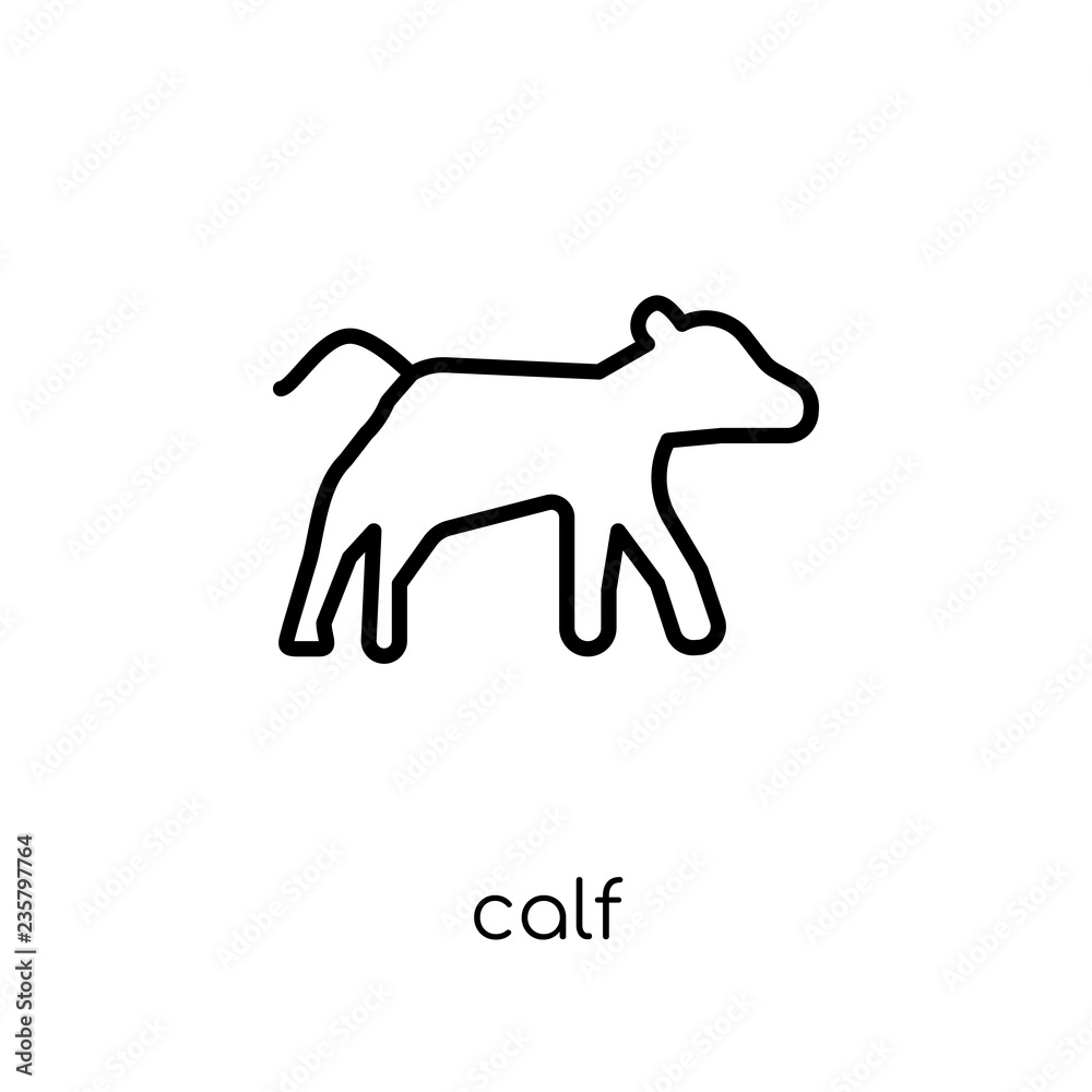 Calf icon. Trendy modern flat linear vector Calf icon on white ...