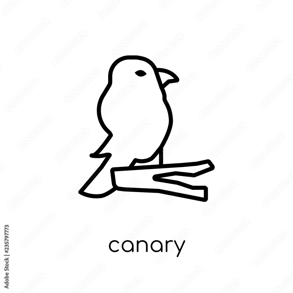 Canary icon. Trendy modern flat linear vector Canary icon on white ...
