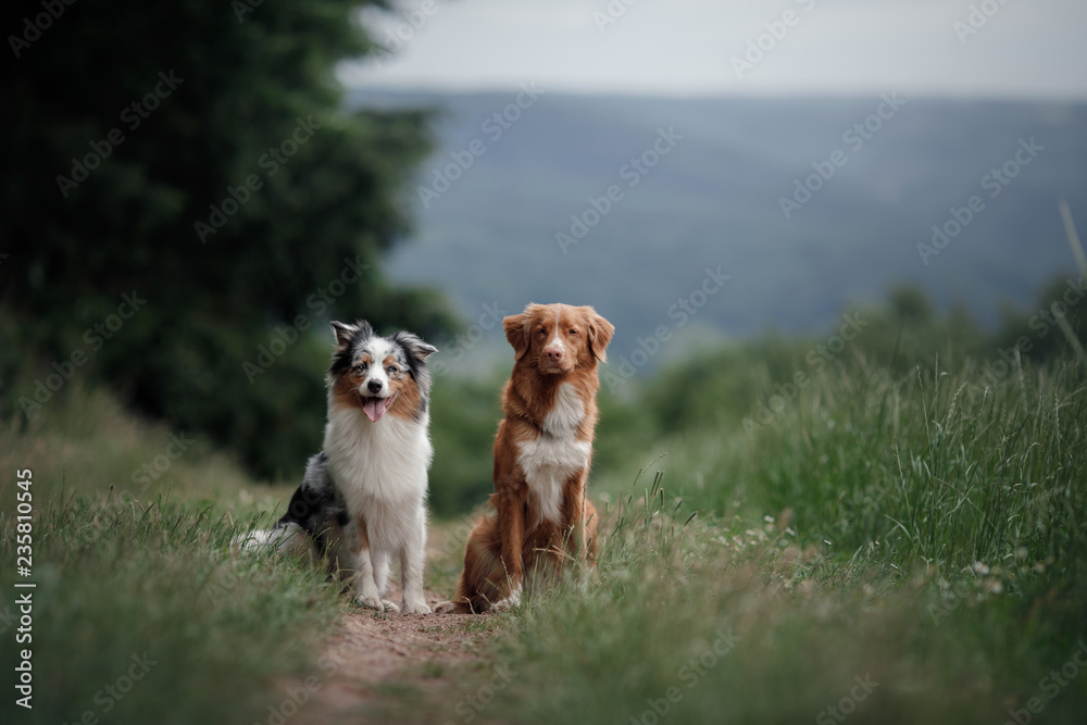 Two dogs sit on the field. Nova Scotia duck tolling Retriever and ...