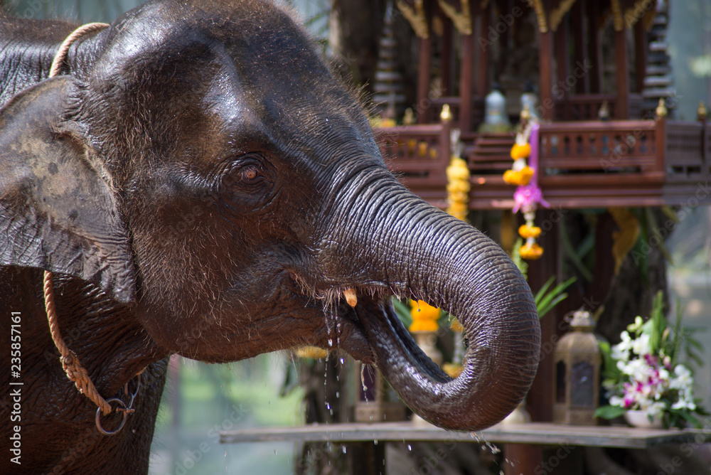 Elephant is the national animal of Thailand. It is the national animal ...