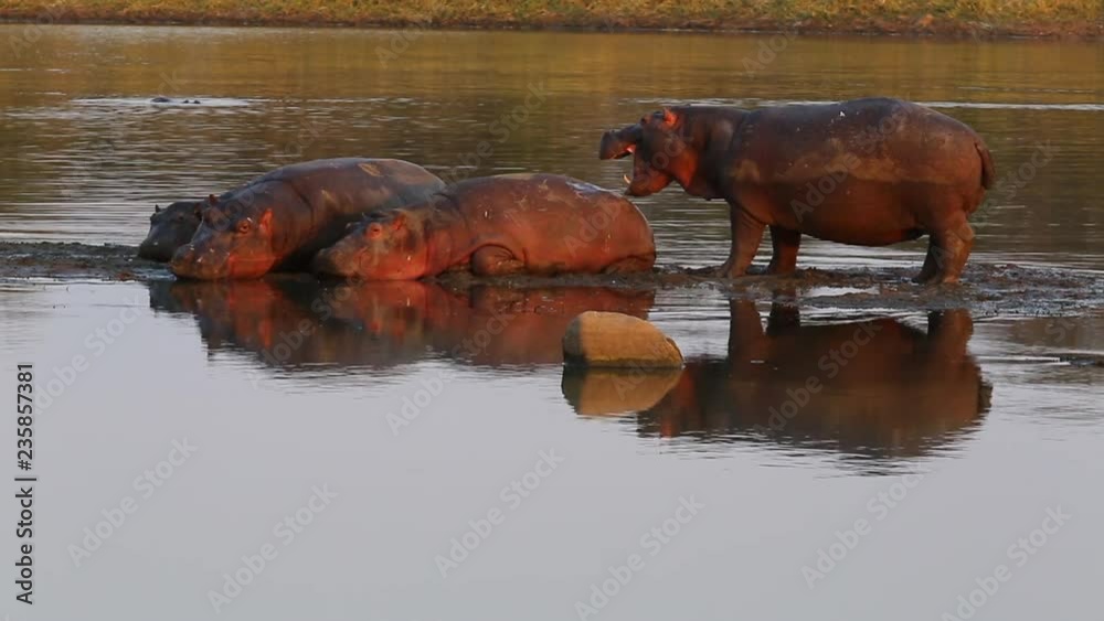 Four Hippos resting on the edge of the water, late afternoon light ...