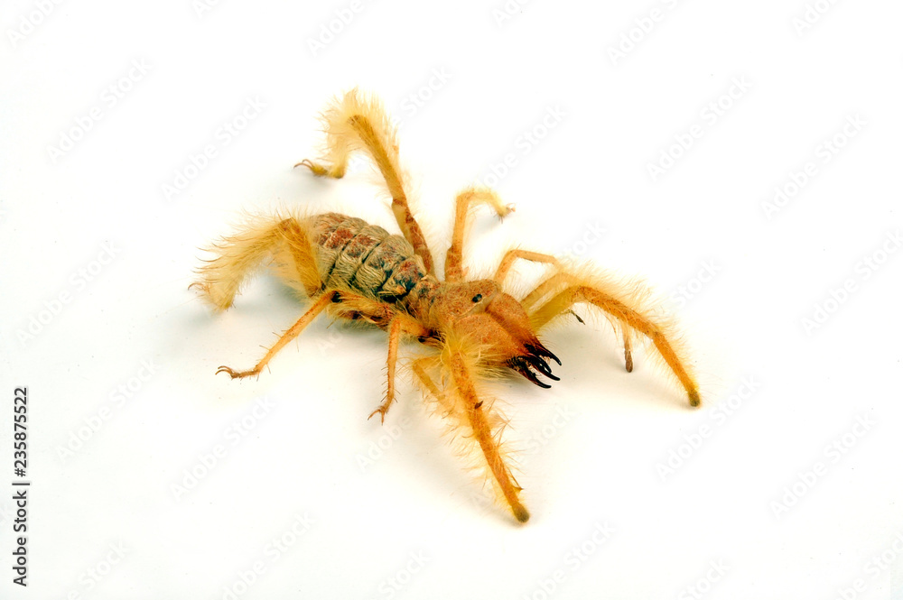 Gelbe haarige Walzenspinne (Galeodes deserti) - Camel Spider Stock ...