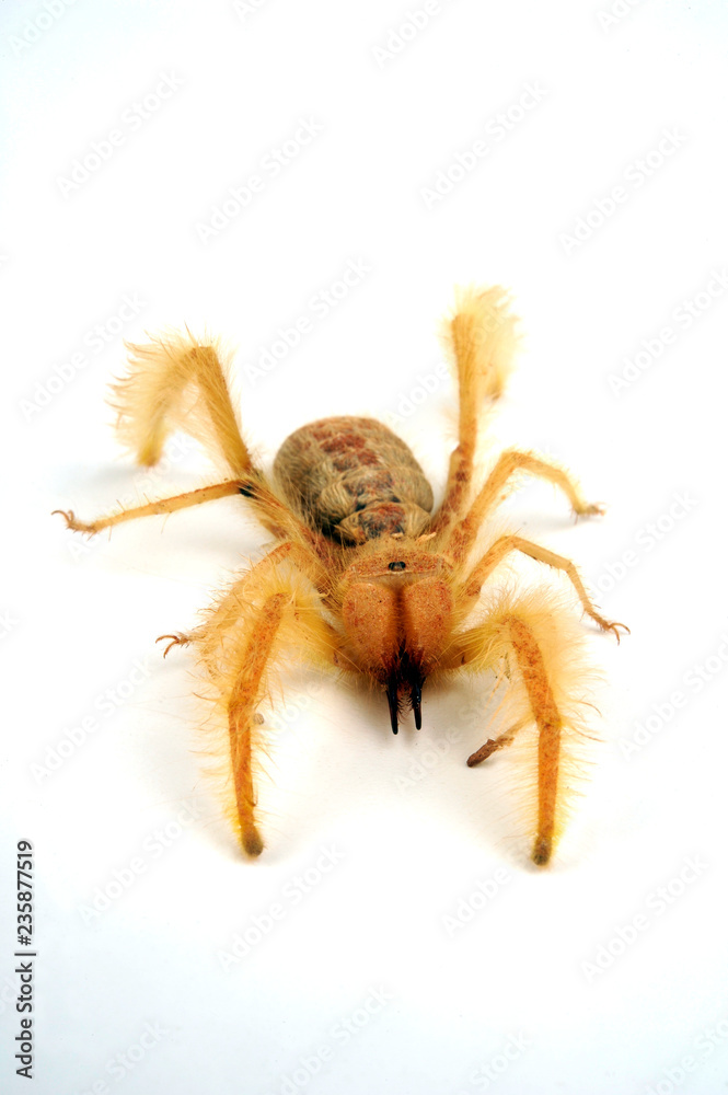 Gelbe haarige Walzenspinne (Galeodes deserti) - Camel Spider Stock ...