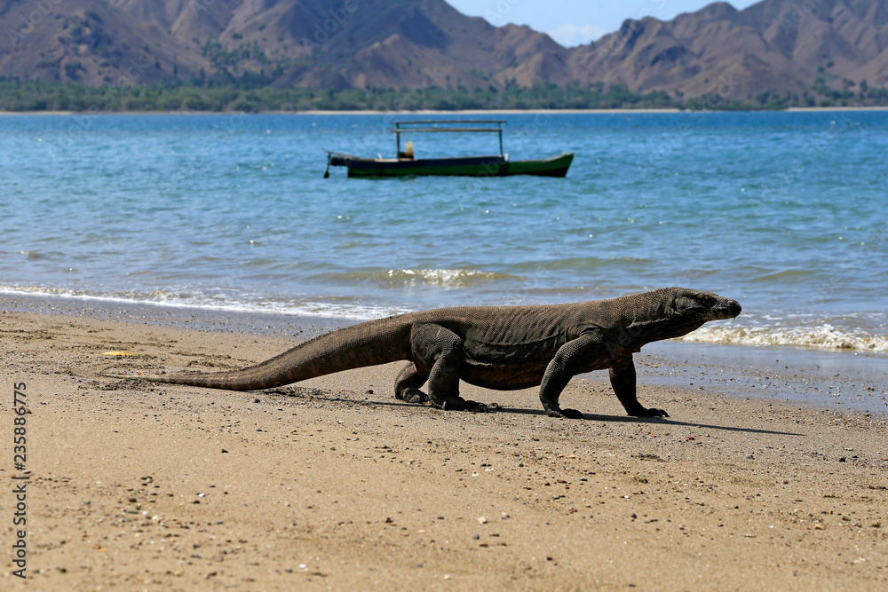 Komodo dragon walking on beach, Komodo Island, East Nusa Tenggara ...