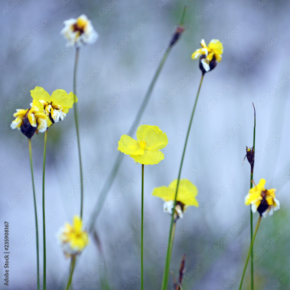 Yellow flowers of the Australian native Xyris bracteata, family ...