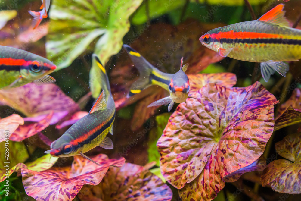 Red Tetra Fish