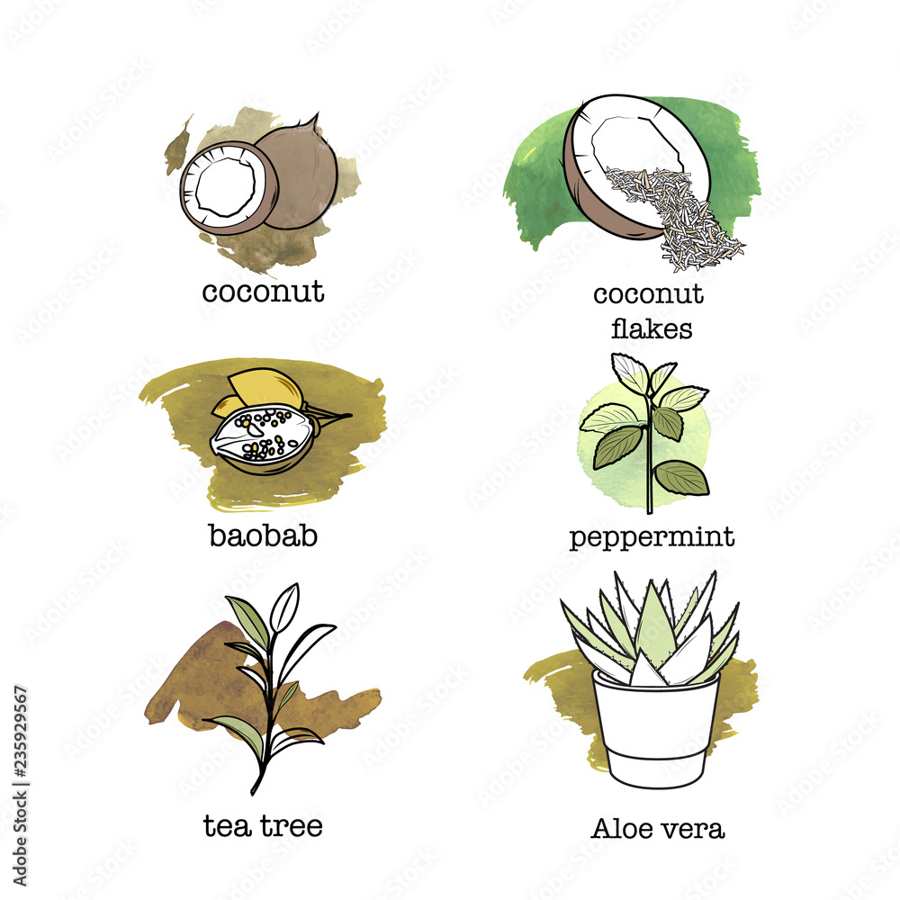 Superfood hand drawn colorful vector illustration. Botanical isolated ...