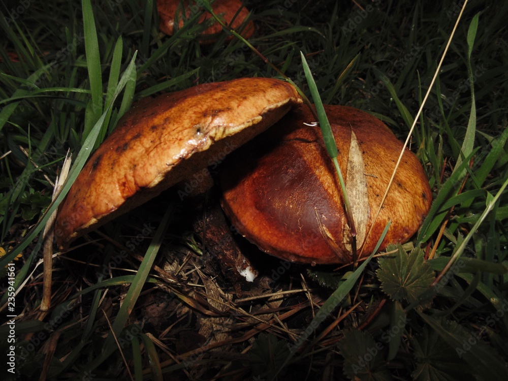 Suillus luteus Stock Photo | Adobe Stock