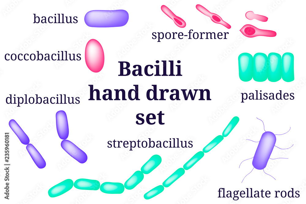 Staphylobacillus